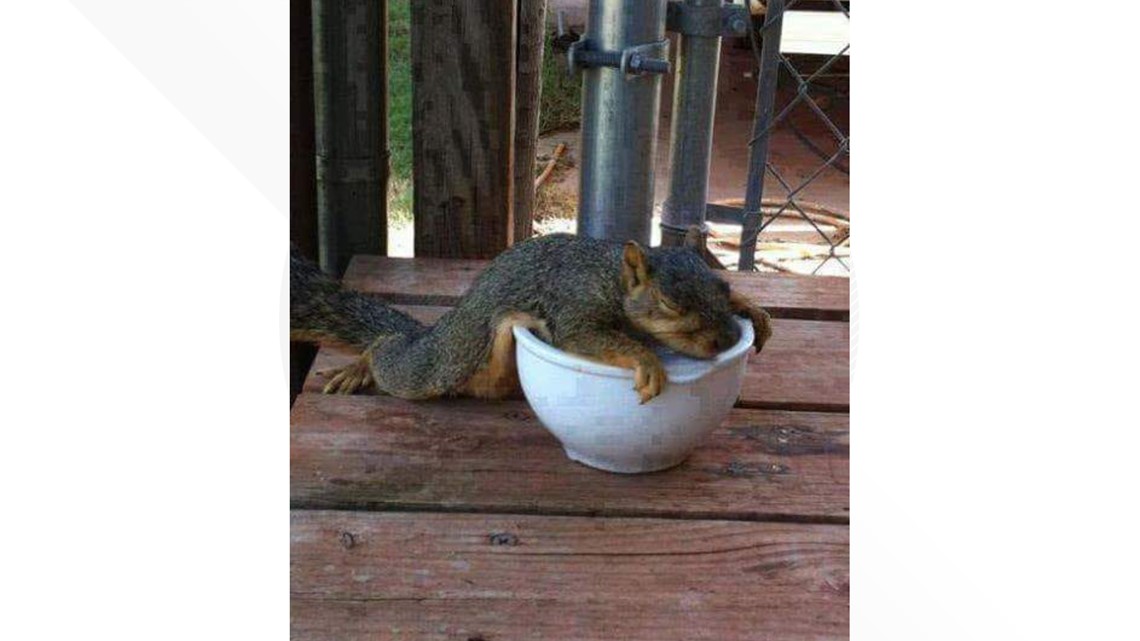 Hot temps have animals 'splooting' in the shade to cool down | cbs8.com