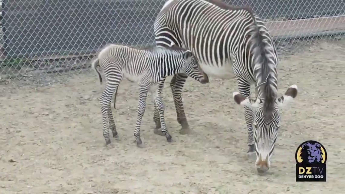 Baby zebra born at Denver Zoo | cbs8.com