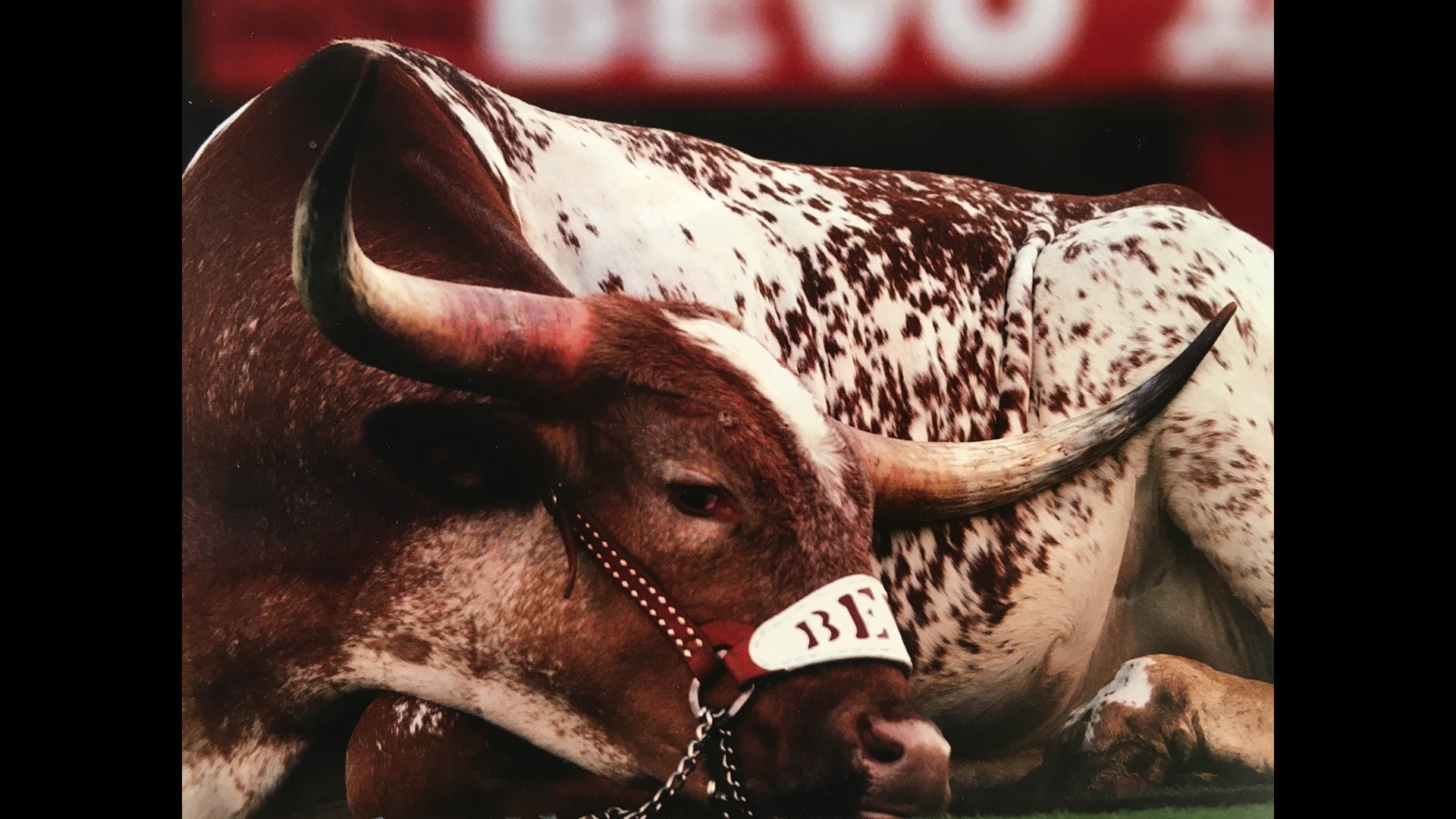 How an Austin-area family became the owners of UT mascot Bevo | cbs8.com