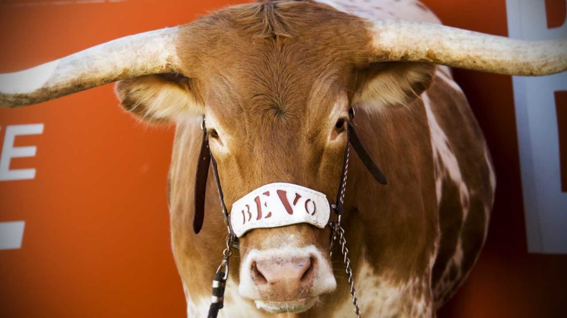 The University of Texas at Austin celebrates 102 years of Bevo | cbs8.com