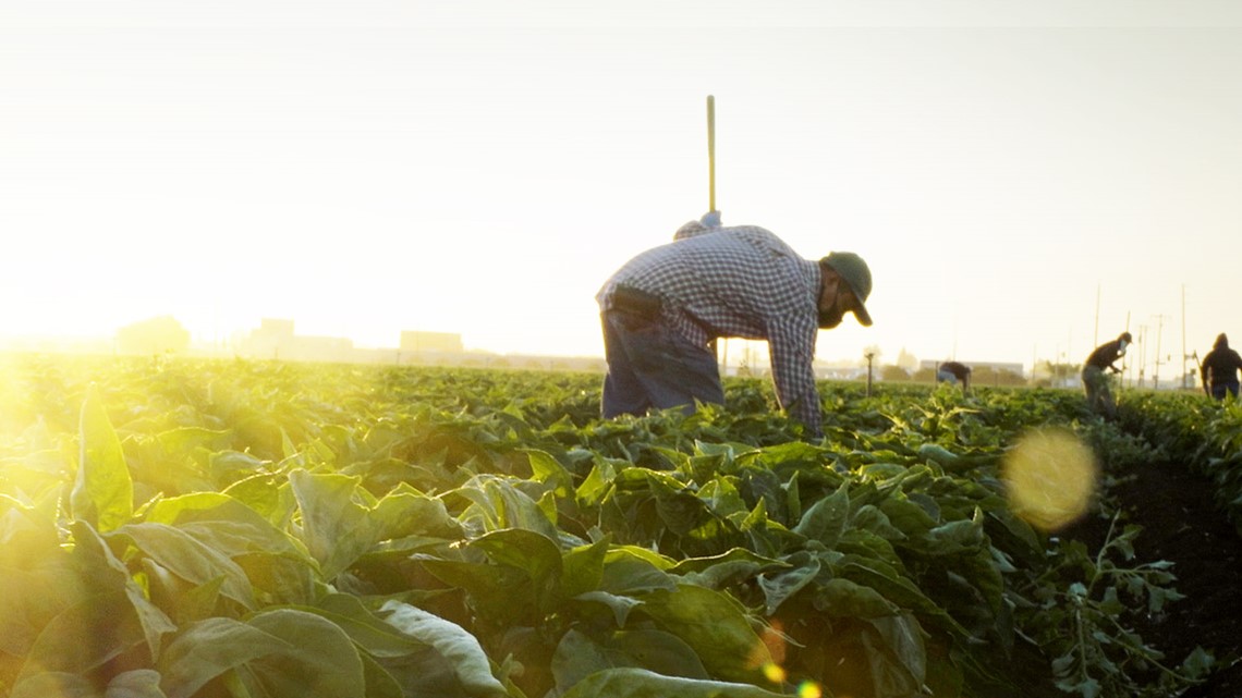 California’s farmworkers in labor cases will get free legal help | cbs8.com