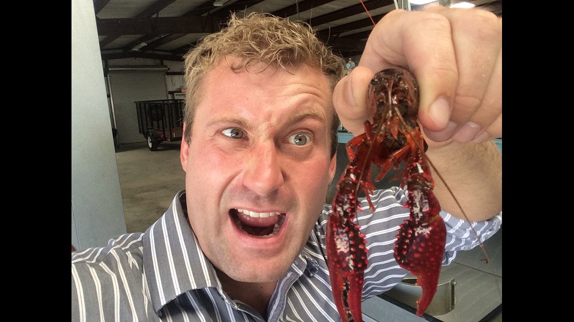 Crawfish invade rice fields in Colusa County | cbs8.com