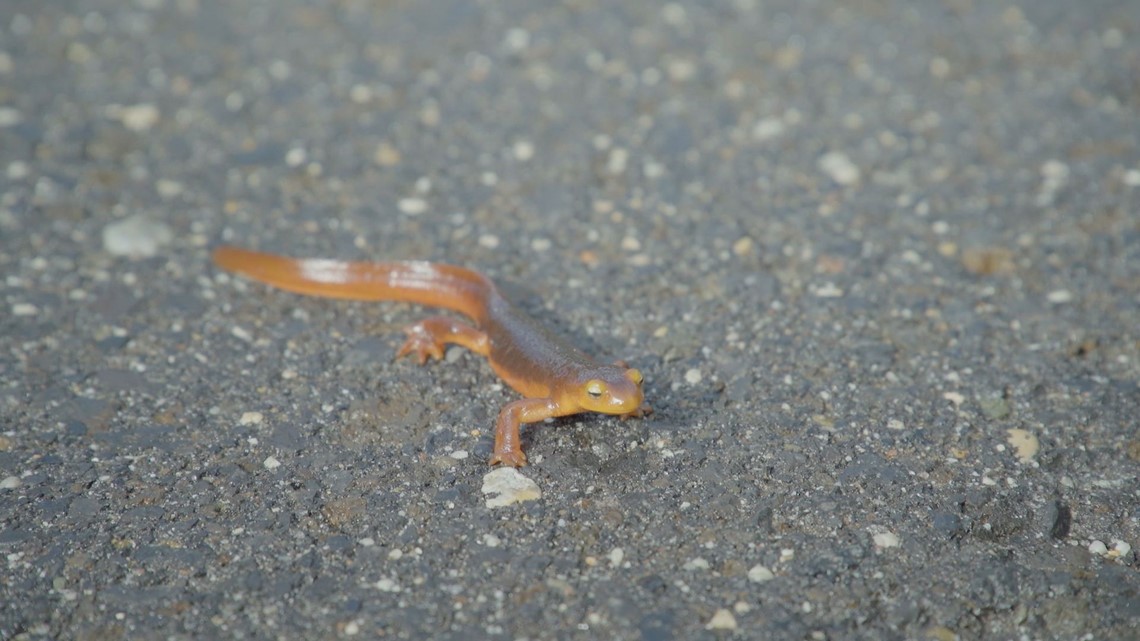 There's a long and dangerous road (literally) for newts to mate | cbs8.com