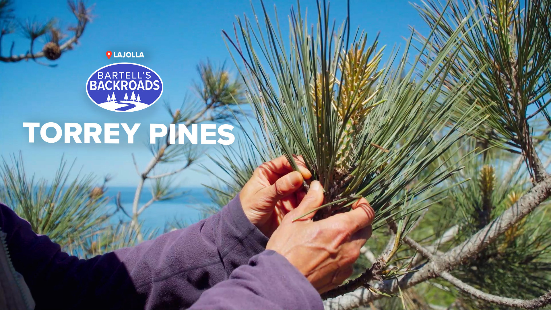 Torrey Pines Reserve: A sanctuary for rare trees | cbs8.com
