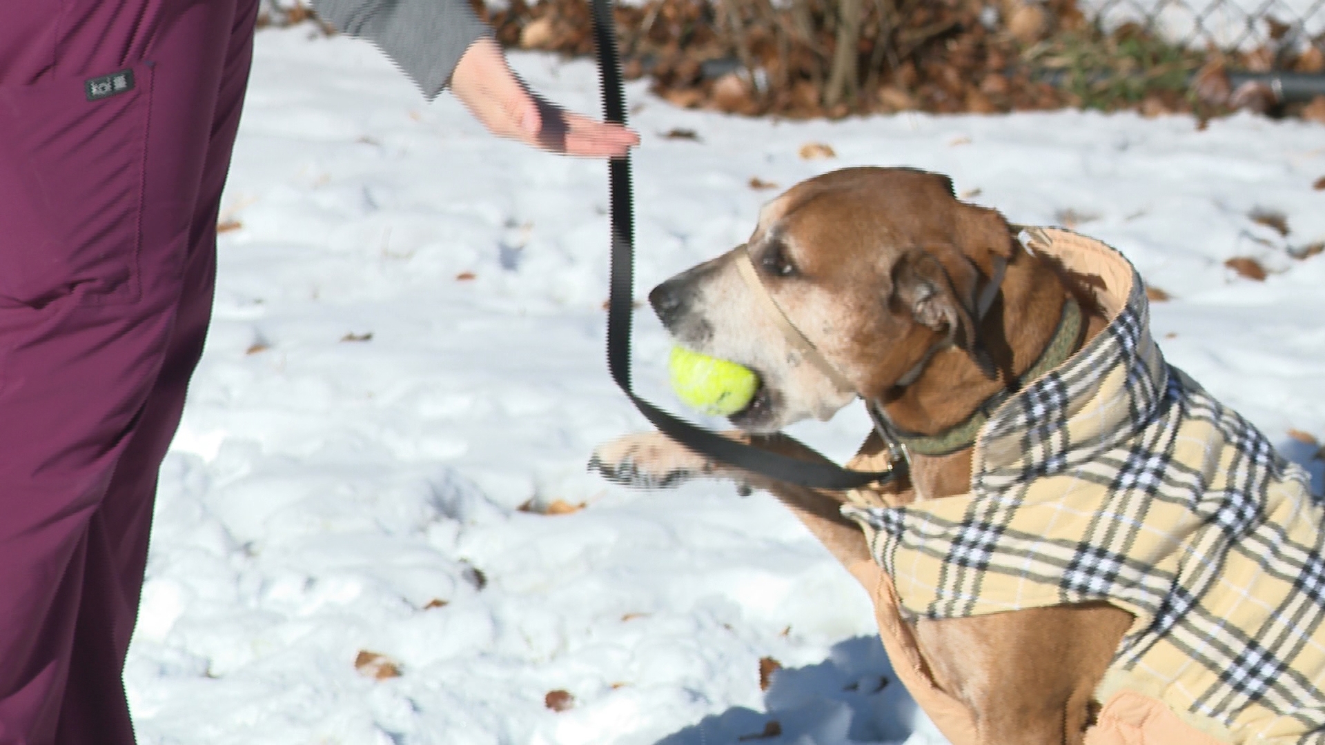 How cold is too cold for your dog? | cbs8.com