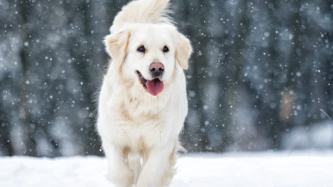 Verified ways to keep dogs safe in cold winter weather | cbs8.com