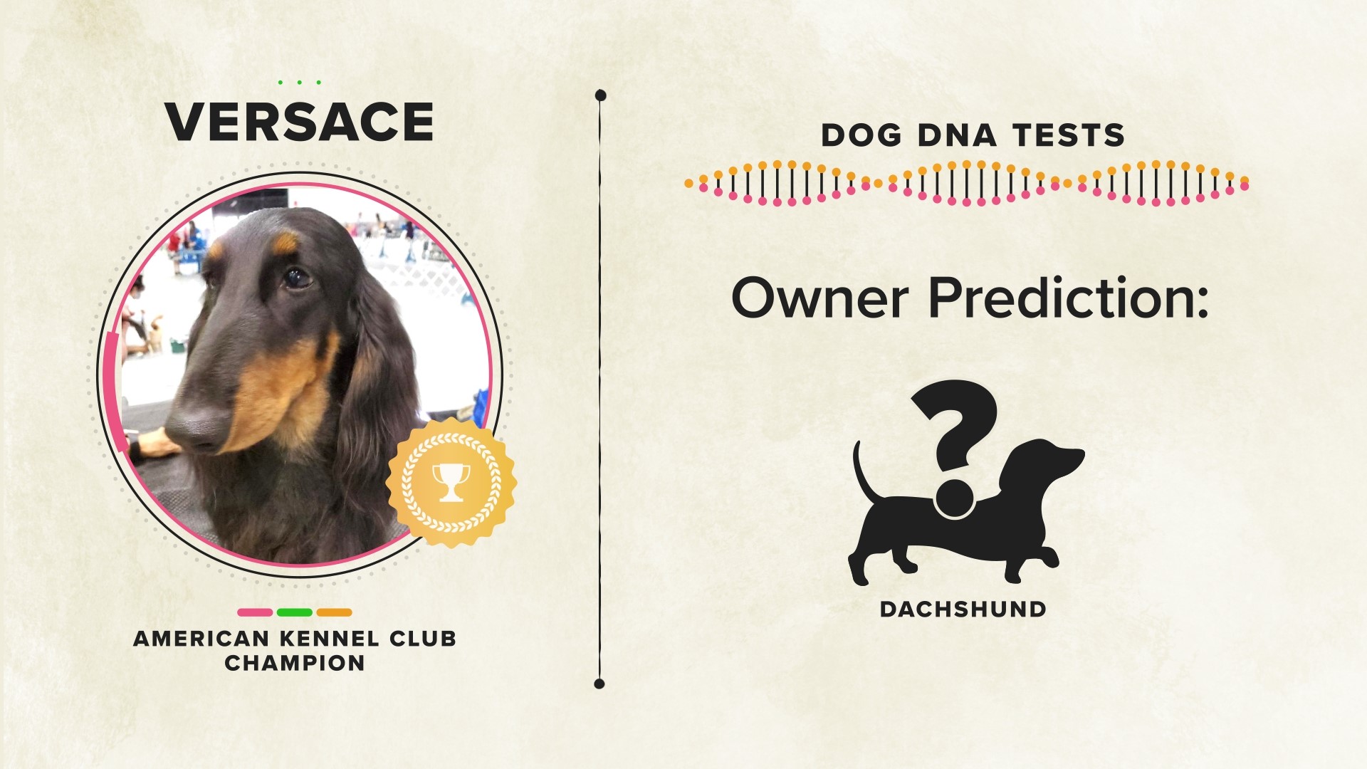 Are Dog DNA tests accurate? VERIFY looked into 3 companies | cbs8.com