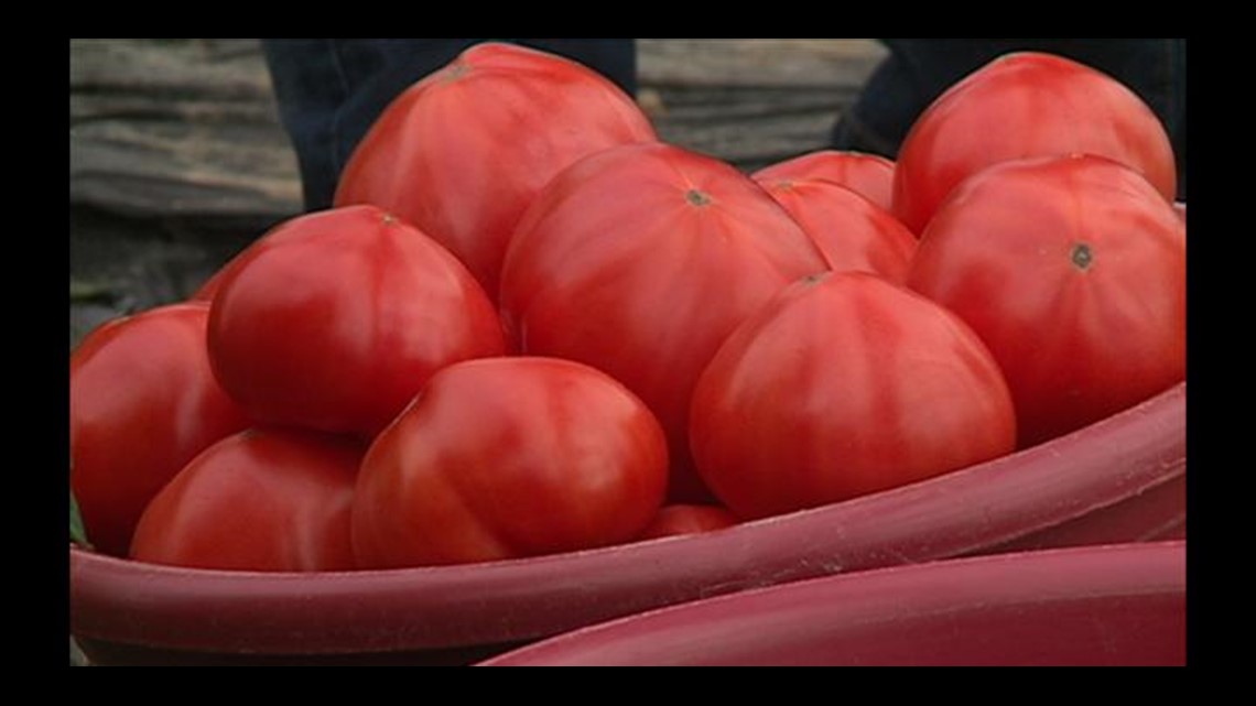Maters, music and the infamous tomato wars at the annual Grainger ...
