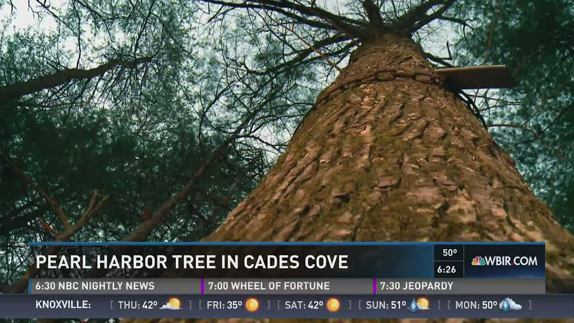 Pearl Harbor tree in Cades Cove | cbs8.com