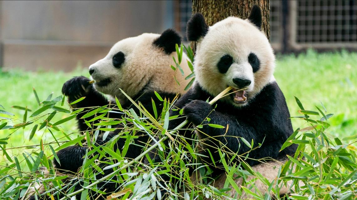 2 giant pandas coming to Washington DC zoo from China | cbs8.com