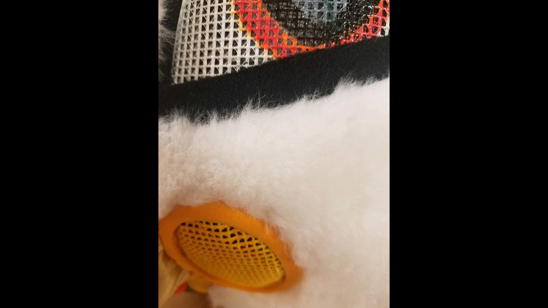 BEACON the Puffin | The Maine Mariners introduce their new mascot ...