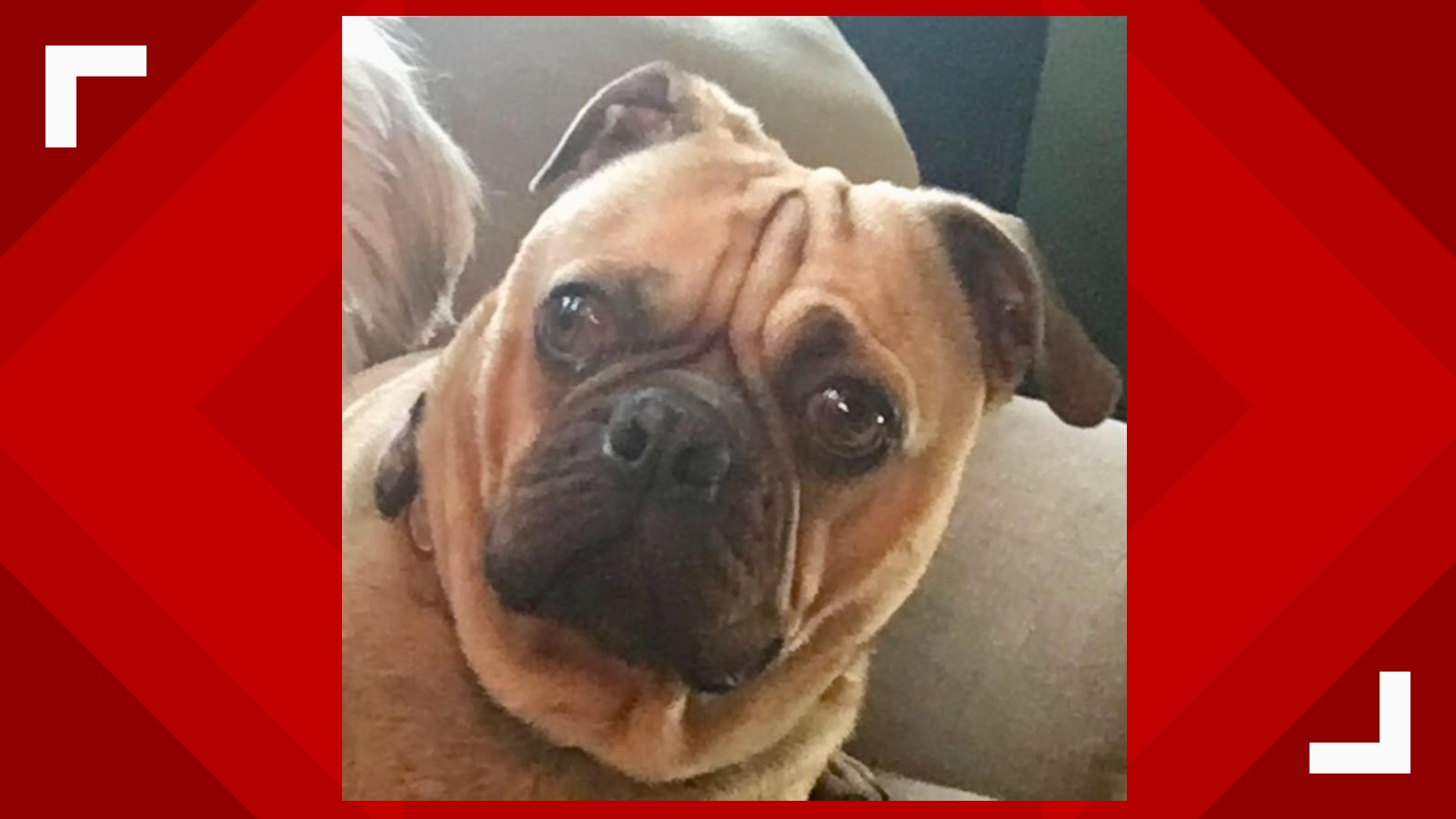 Police searching for two men in connection to 'brutal killing' of pug ...