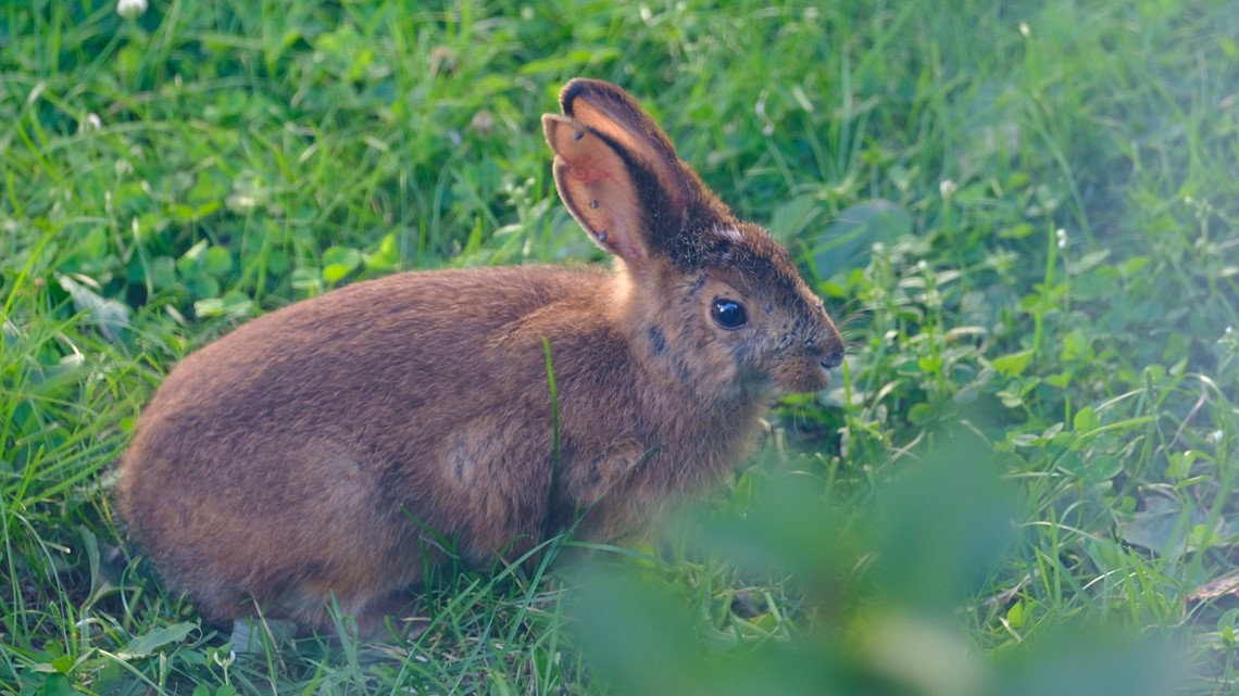 Deadly disease strikes rabbit populations in the U.S. | cbs8.com