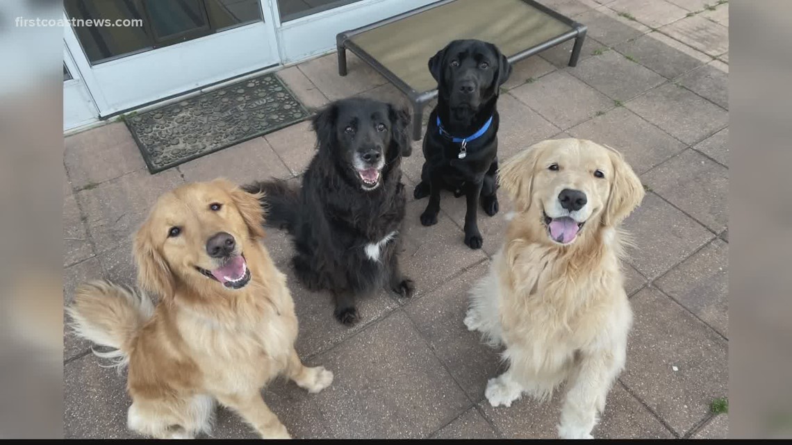 President Biden signs PAWS Act | cbs8.com