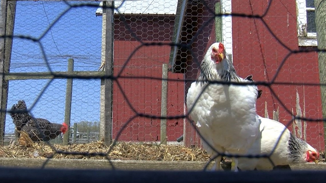 The basics of raising chickens - everything you need to know | cbs8.com