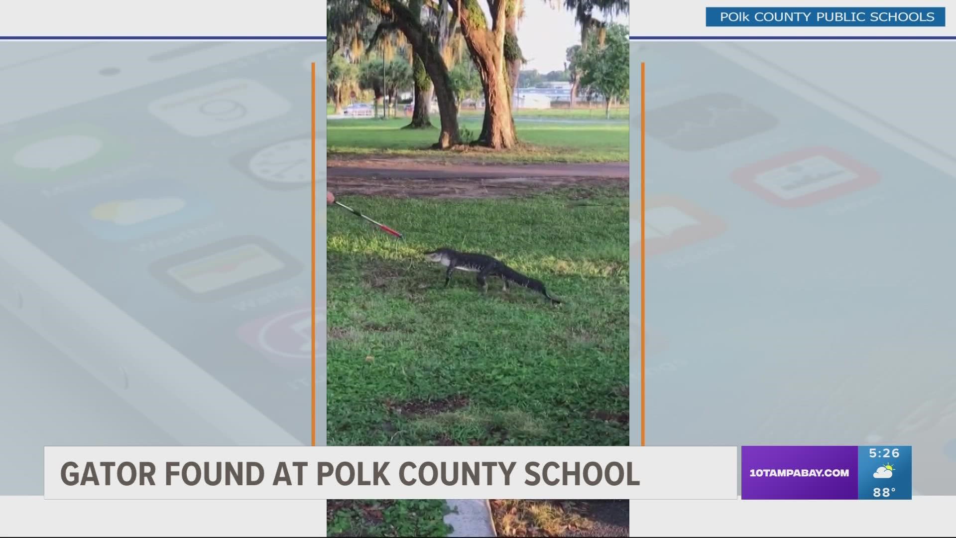 Video shows police officer wrangling 7-foot gator at local elementary ...