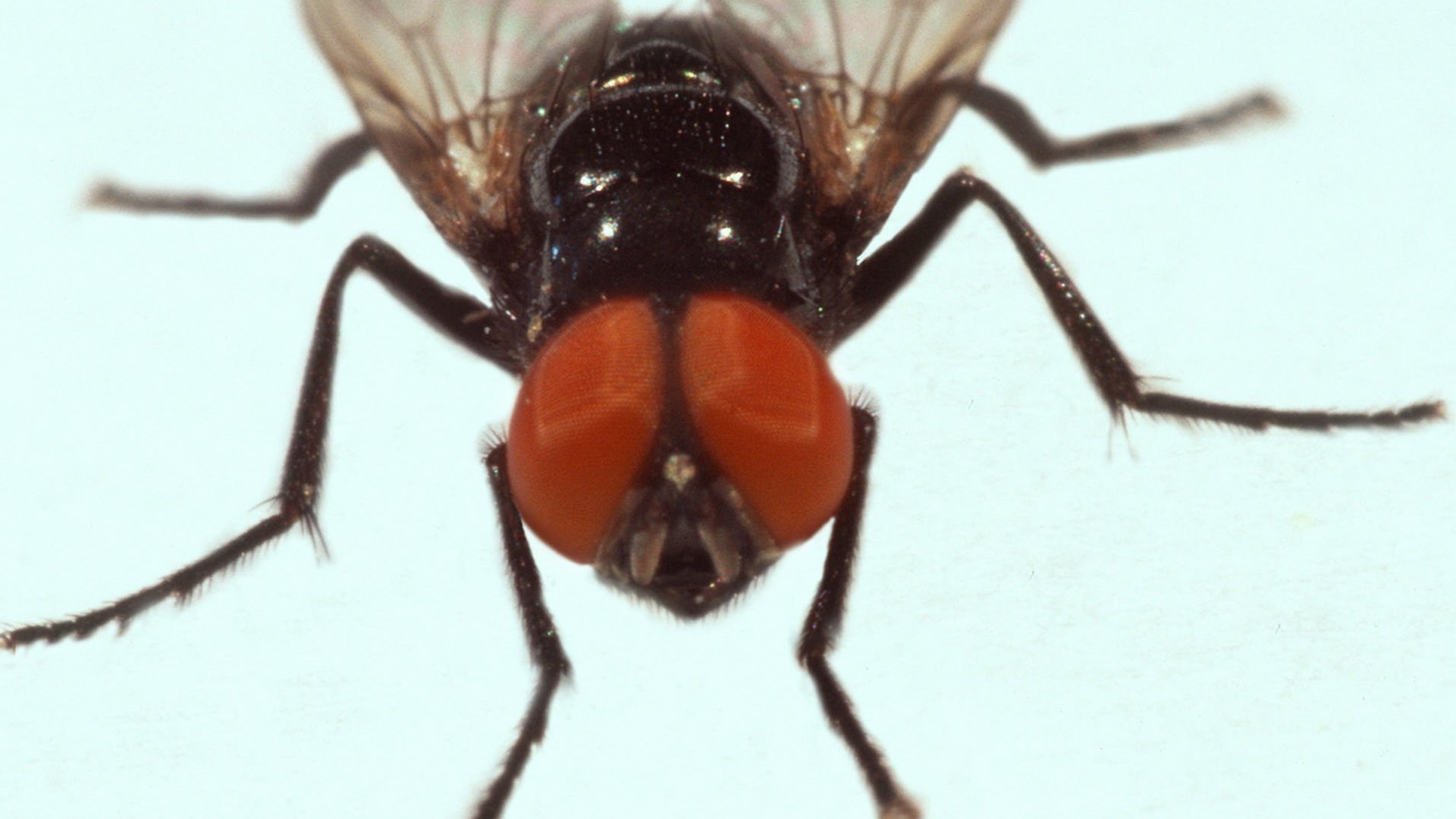 Man in France accidental causes home explosion swatting at fly | cbs8.com