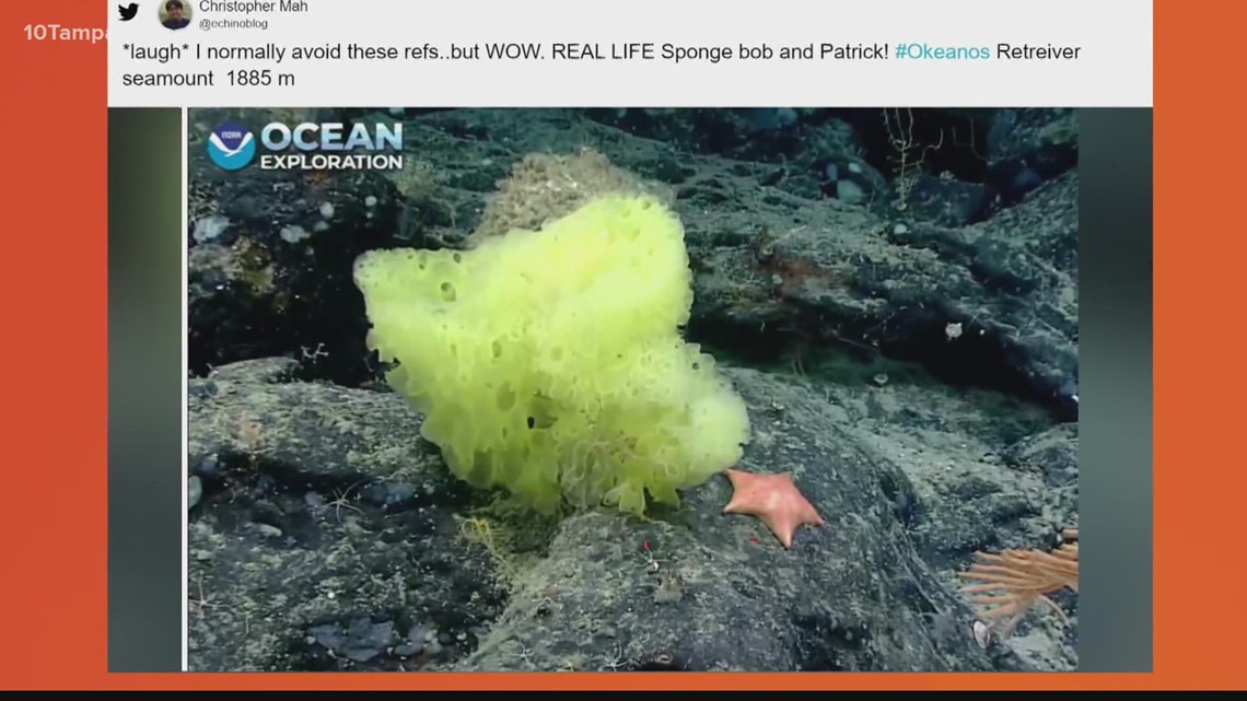 'Real-life' Spongebob SquarePants and Patrick Star spotted by marine ...