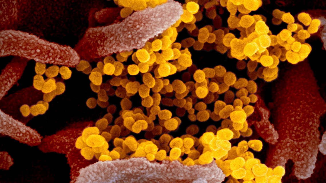 How do viruses mutate? Why do viruses mutate? New covid strain | cbs8.com