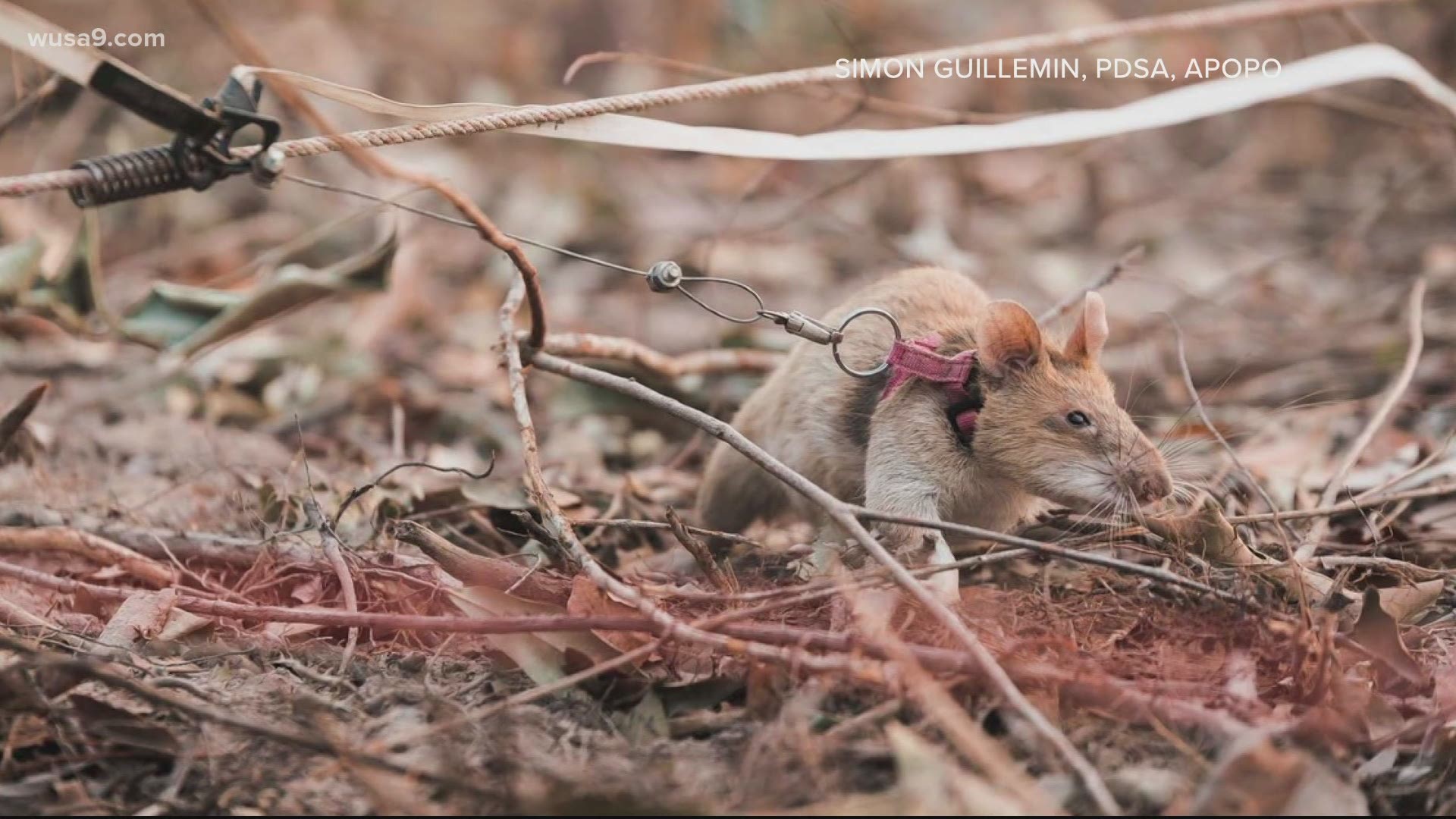 Hero mine-sniffing rat Magawa retires after years of hard work | cbs8.com