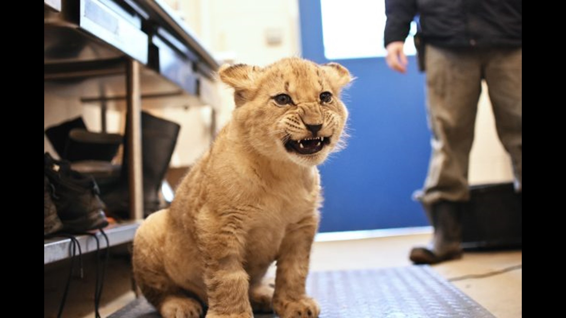 Emery, the Virginia Zoo's lion cub, turns 1! | cbs8.com